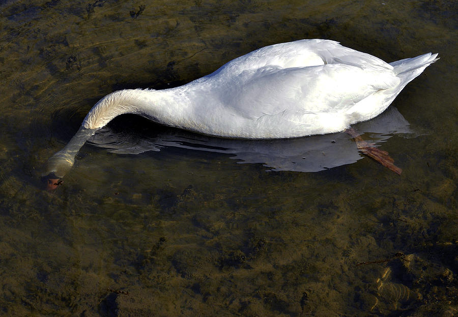 Diver down 2 Photograph by Brian Stevens - Fine Art America