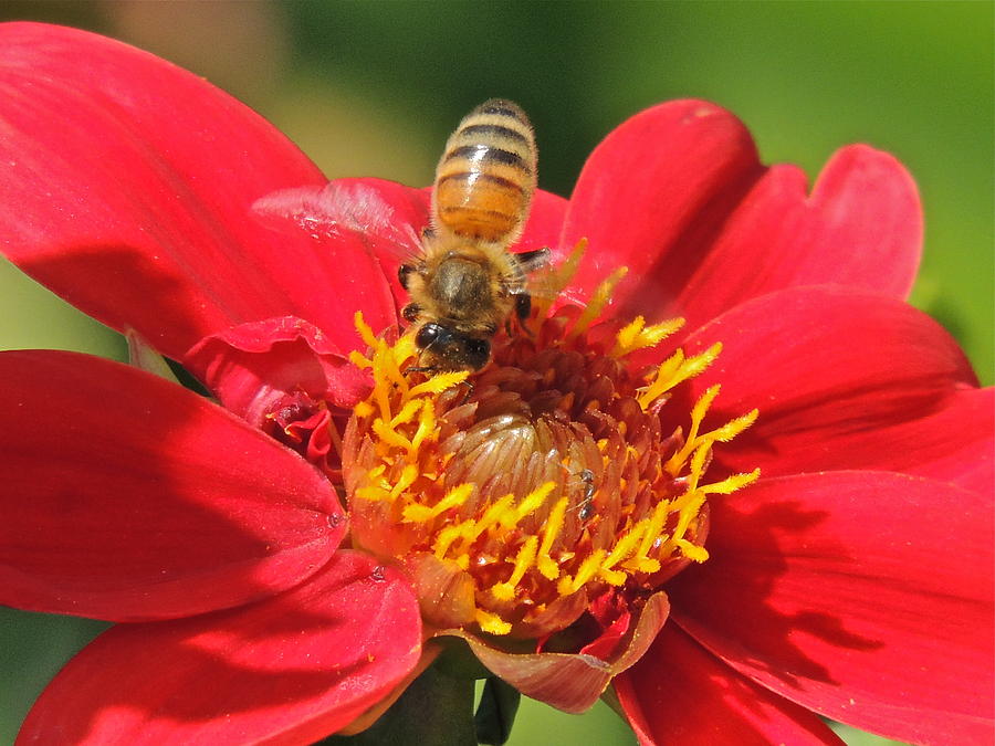 Diving In Photograph by Eve Spring - Pixels