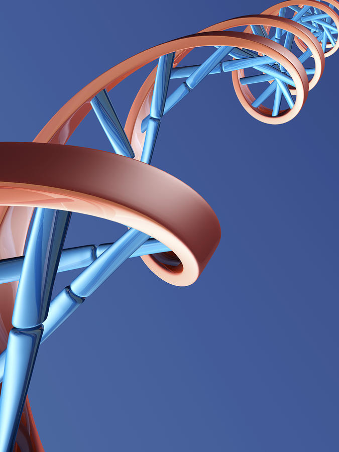 Dna Molecule, Computer Model Photograph by Laguna Design - Fine Art America