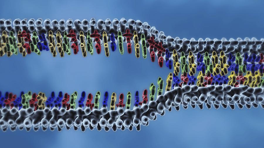 Dna Replication, Artwork Photograph by Equinox Graphics - Fine Art America