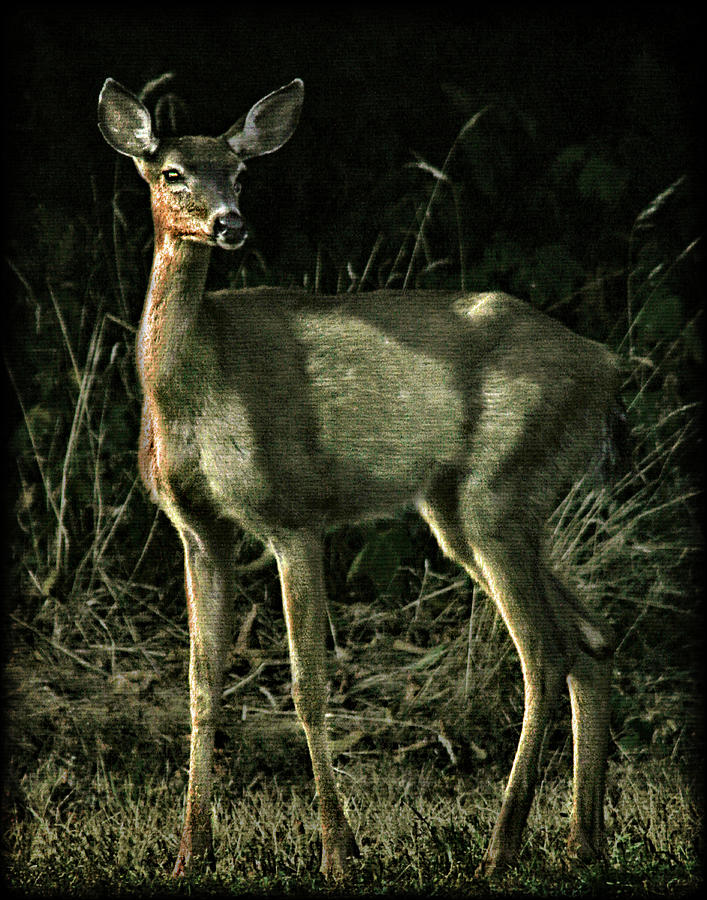 Doe in morning sun Photograph by DMSprouse Art - Pixels