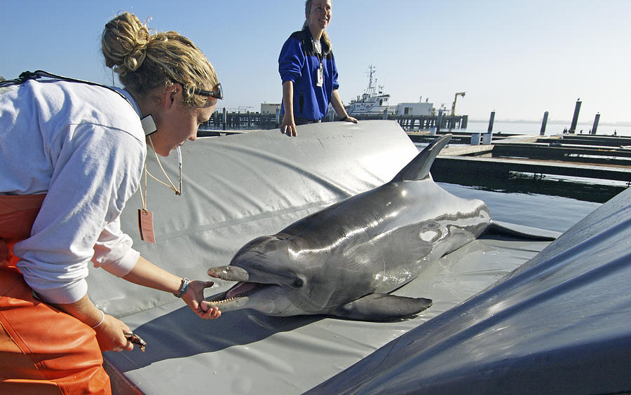 Dolphin Training Photograph by Louise Murray - Fine Art America