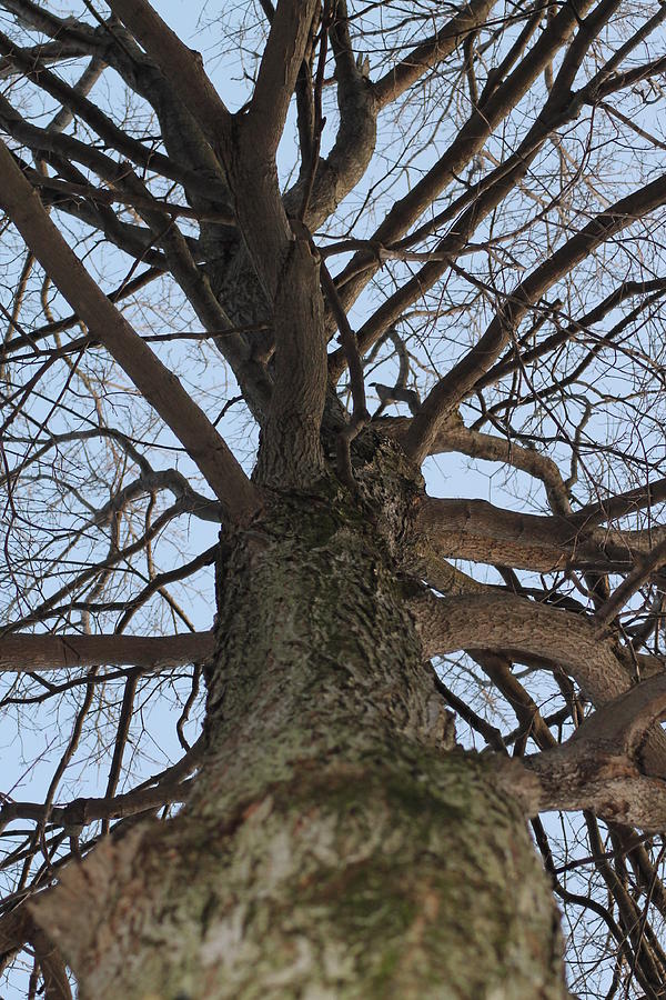 Dormant tree Photograph by Ralph Hecht - Fine Art America
