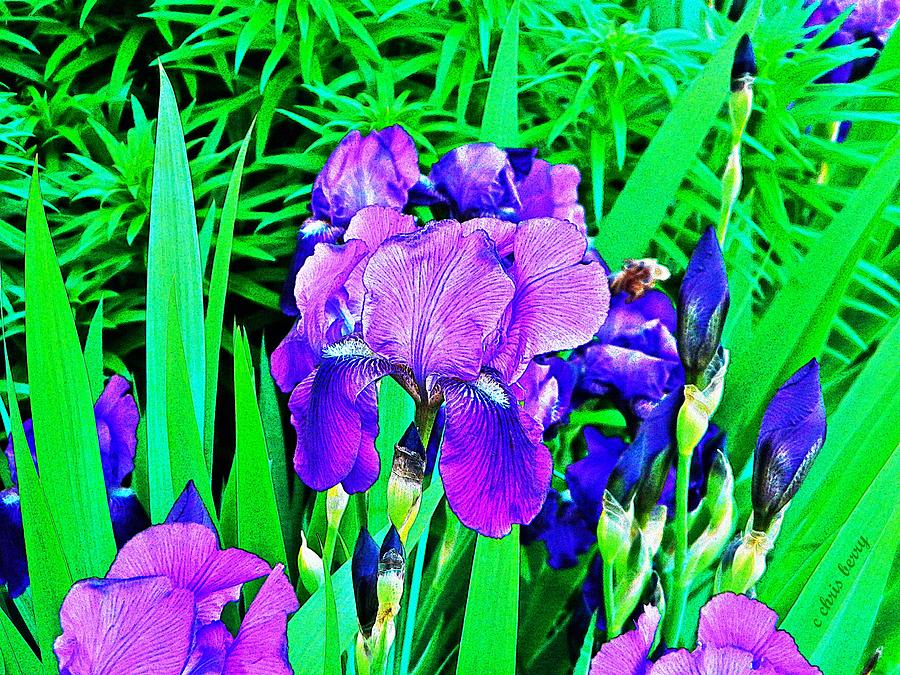 Double Blooming Iris Photograph by Chris Berry - Pixels