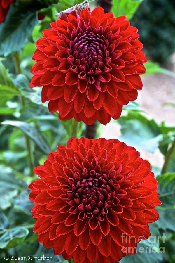 Double Decked Dahlia Photograph by Susan Herber - Fine Art America