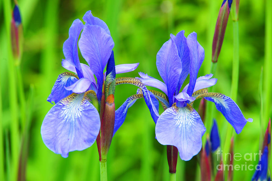 Double Iris Photograph by Randy Harris - Fine Art America