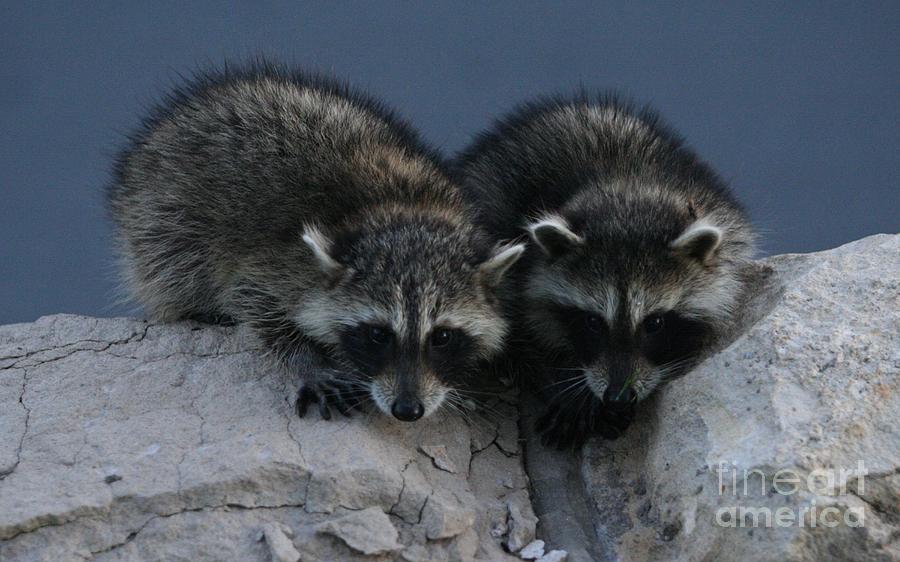 Double Trouble Photograph by Bob Bahlmann - Fine Art America