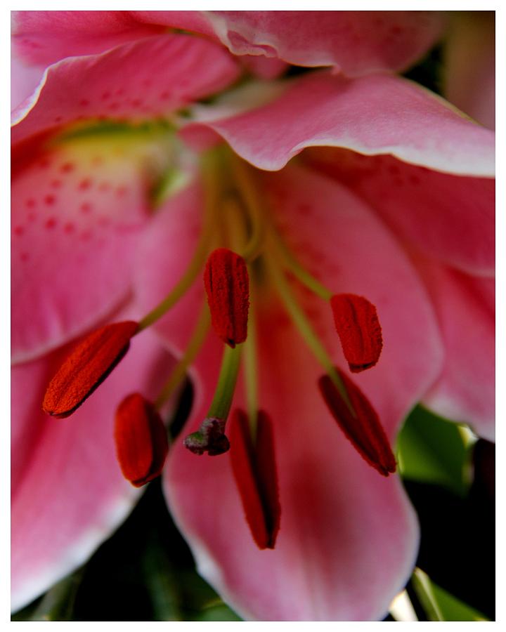 Down under Photograph by Frank Wickham - Fine Art America