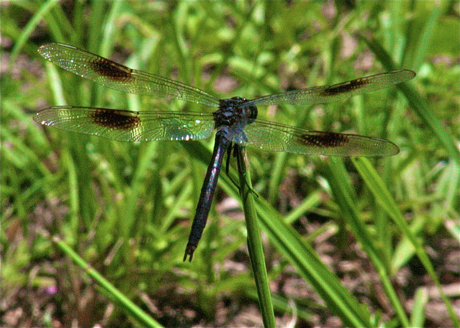 Dragon Resting 1 Photograph by William McEachern - Fine Art America