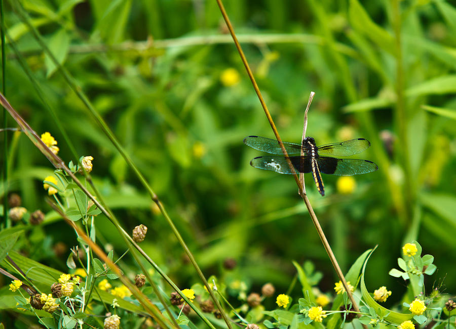 Dragonfly 3 Photograph by Douglas Barnett - Fine Art America