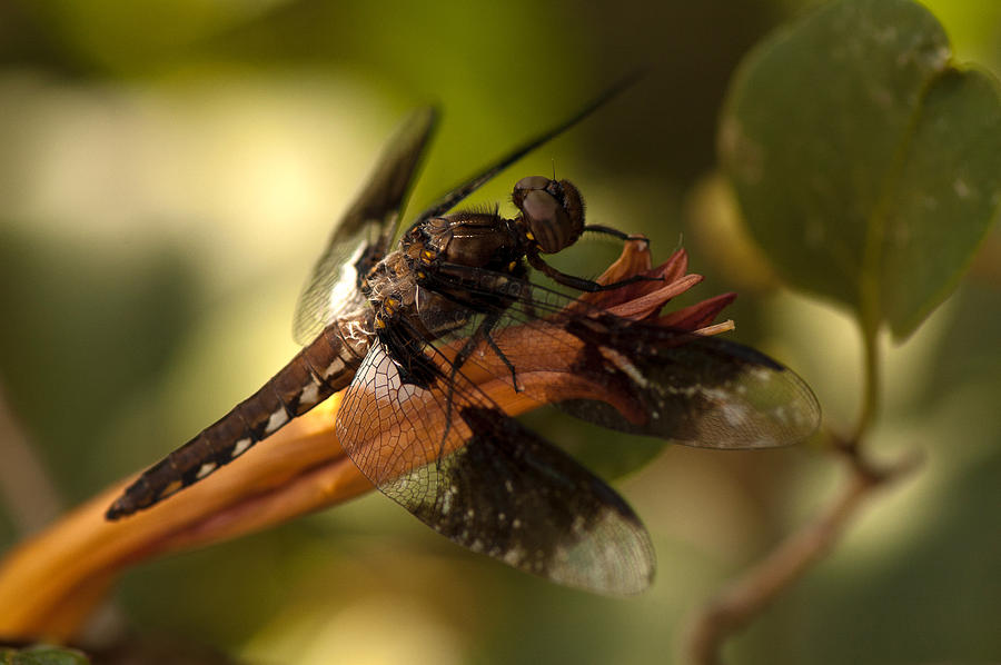 Dragonfly Pyrography by Bobbi Smith - Fine Art America