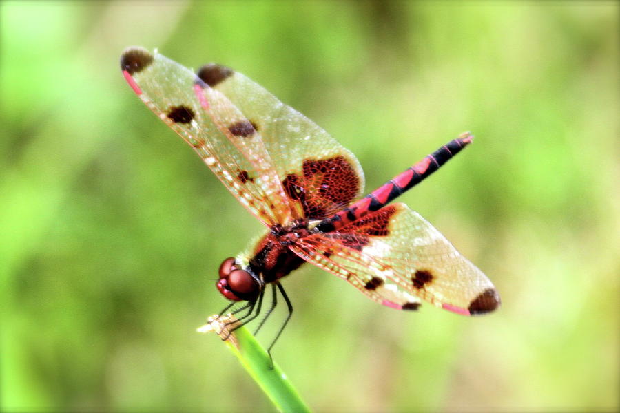 Dragonfly Photograph by Mike Stouffer - Fine Art America