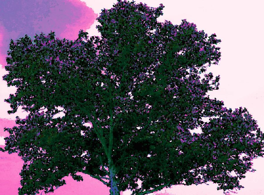 Dream Tree Photograph by Andrea Dale - Fine Art America