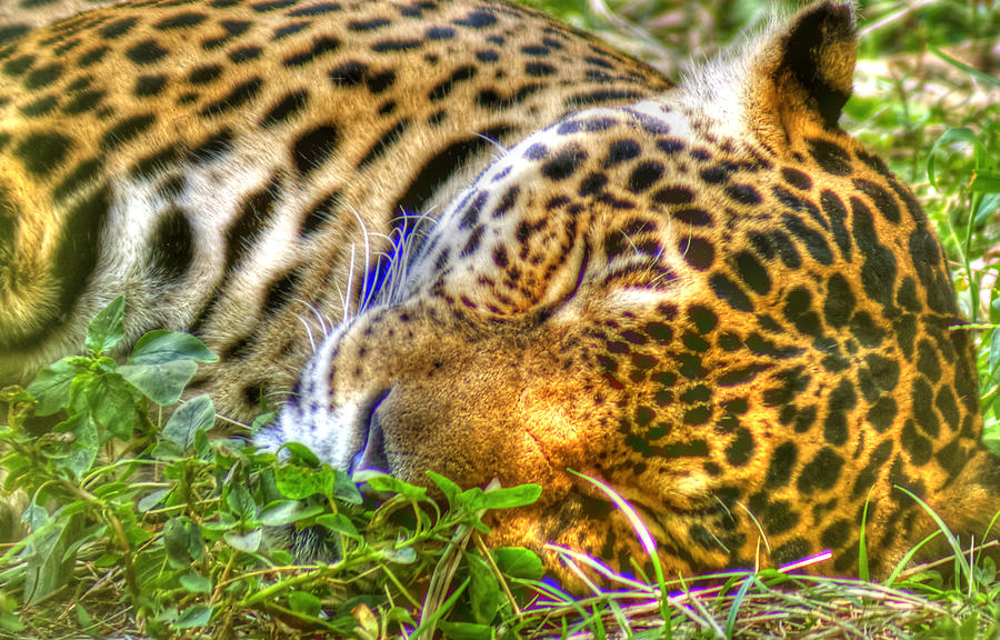 Dreaming Leopard Photograph by Dieter Lesche - Fine Art America