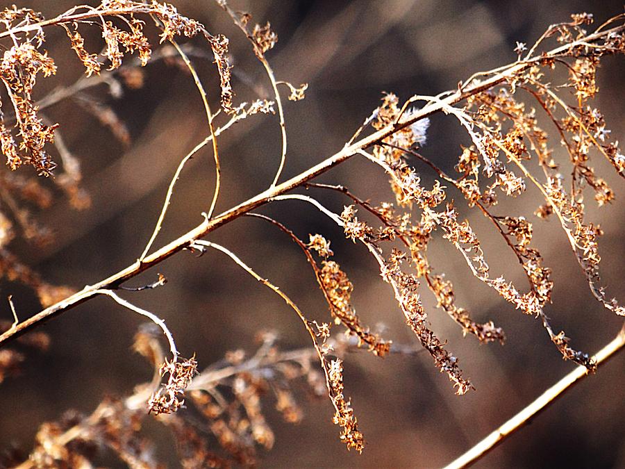Dried Grass Wave Photograph by Beth Akerman - Fine Art America