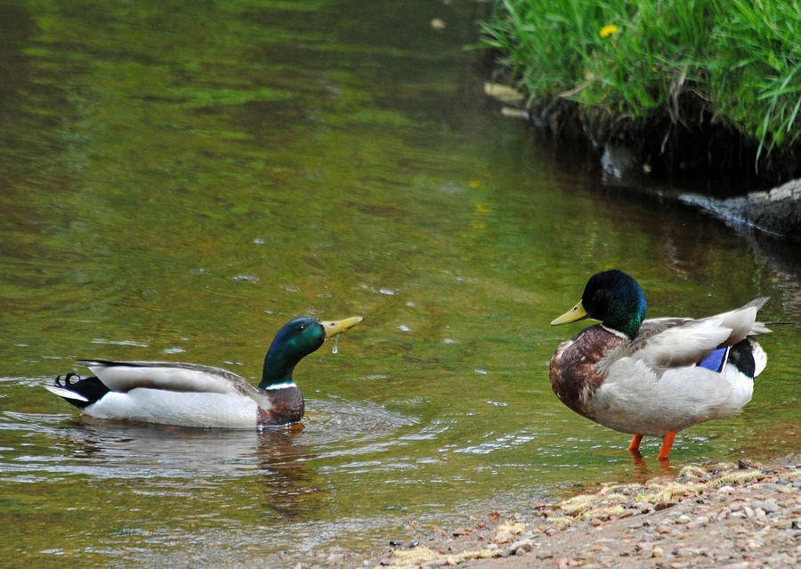 Drinking Duck Photograph by Craig Reinking - Fine Art America