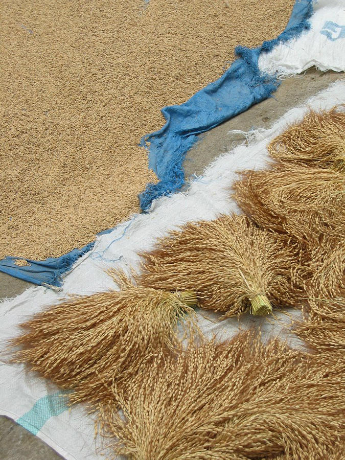 Drying Rice Photograph by Robert Hirsch - Fine Art America