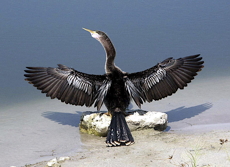 Drying Wings Photograph by Stuart Rosenthal - Fine Art America