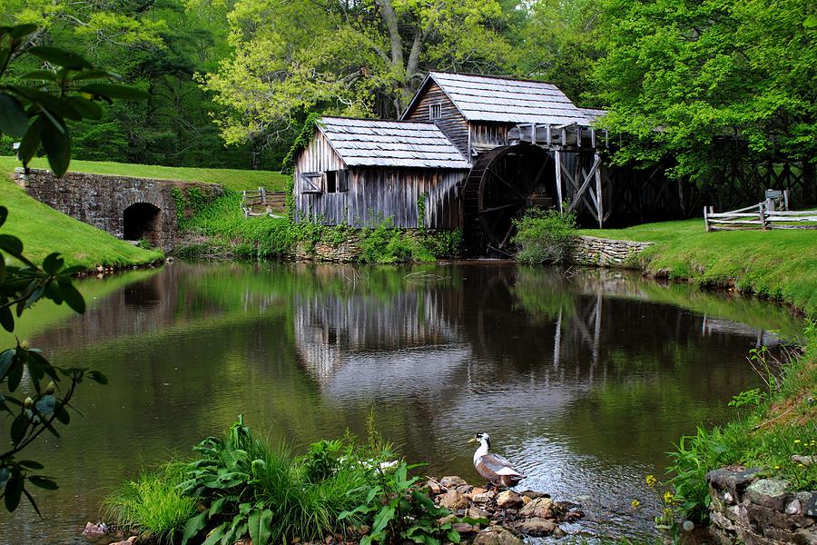 Duck at Mabry Mill - Five Photograph by Vickie Glenn - Fine Art America