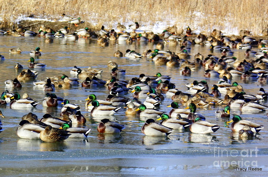 Duck Duck Grey Duck Photograph by Tracy Reese | Fine Art America