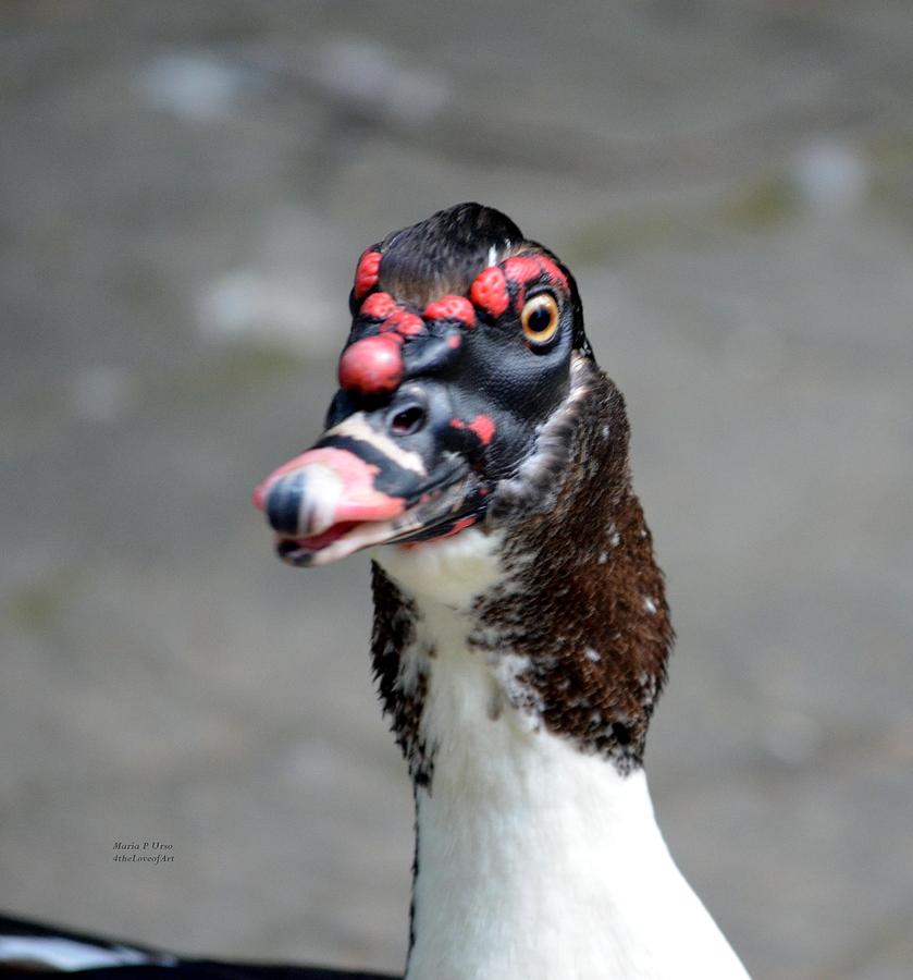 Duck Head Photograph by Maria Urso - Pixels