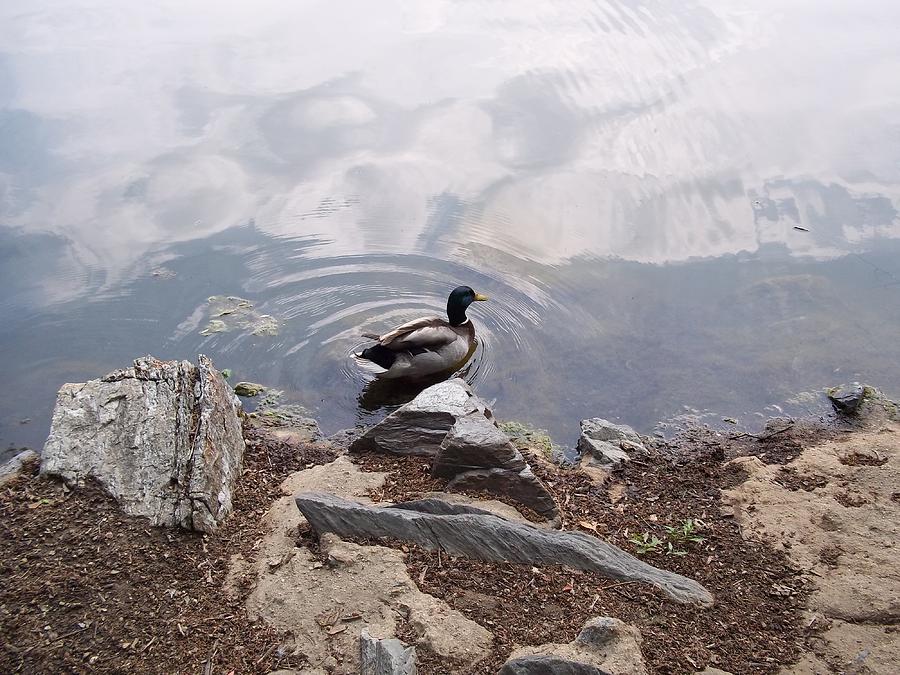 Duck Ripple Photograph by Terrilee Walton-Smith - Fine Art America