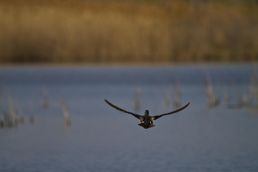 Duck Wings Photograph by Straublund Photography - Pixels