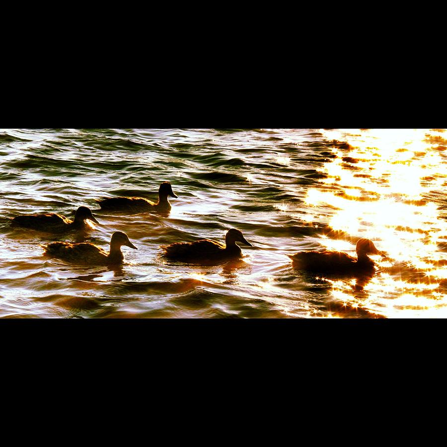 Ducks Photograph by Angela Garrison - Fine Art America