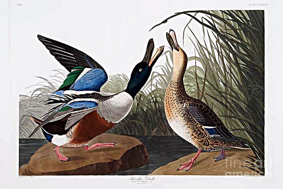 Ducks Digital Art by Sagarin - Fine Art America