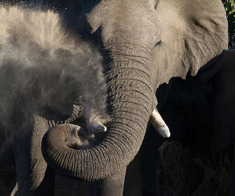 Dust Bath Photograph by Michael Moss - Fine Art America