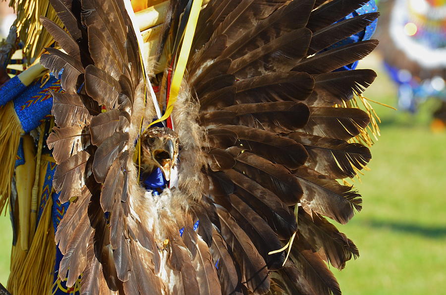 Eagle feather Photograph by Malcolm Chalmers - Fine Art America