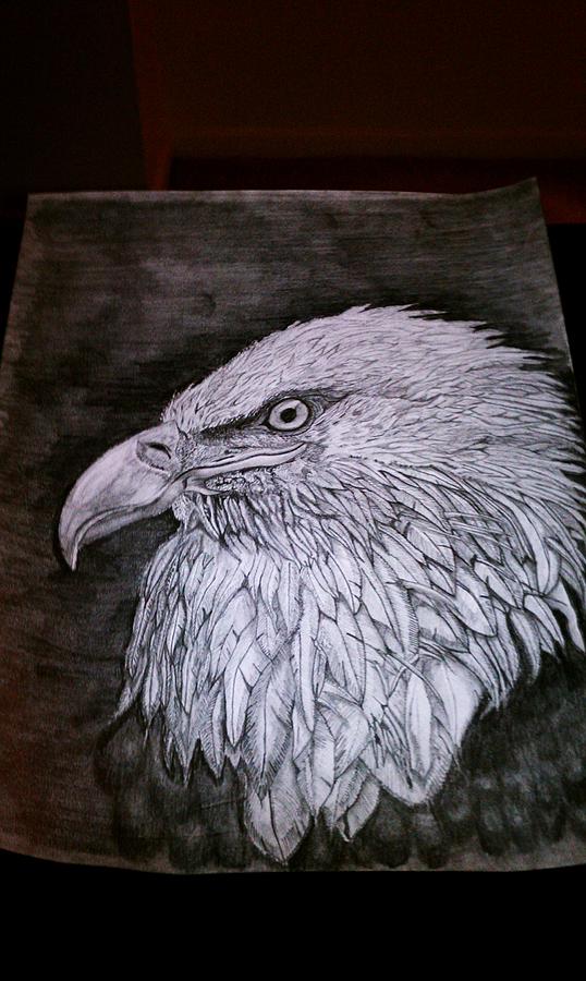 Eagle Drawing by Timothy Bice - Fine Art America