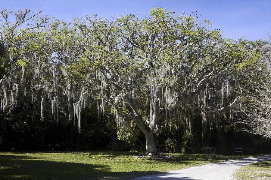 Ear Tree Photograph by Sally Weigand - Fine Art America