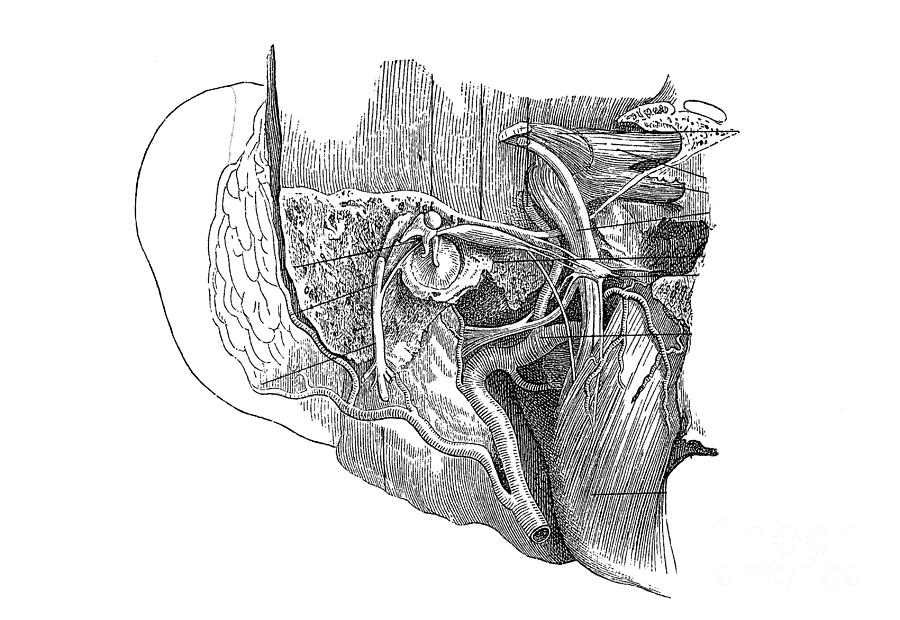 Eardrum Photograph by Science Source - Pixels