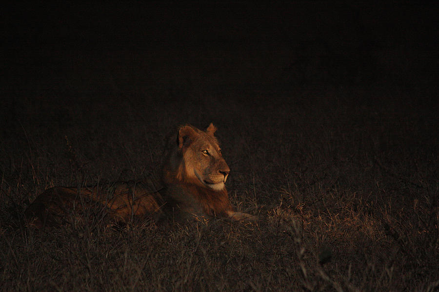 Early Riser Photograph by Kathy Whitehead - Fine Art America