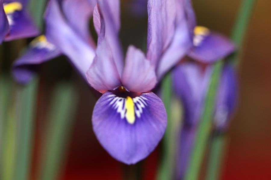 Early spring Iris Photograph by Morgan Caley - Fine Art America
