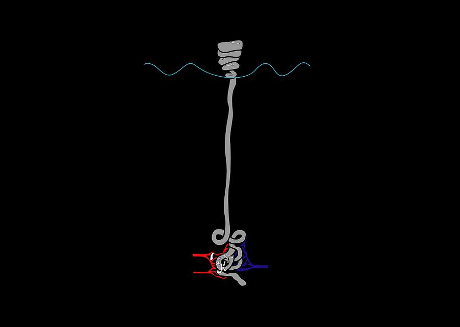 Eccrine Sweat Gland Artwork Photograph By Francis Leroy Biocosmos