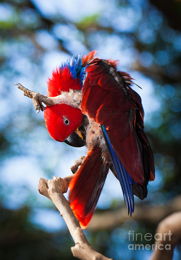 Eclectus parrot Photograph by Johan Larson - Fine Art America