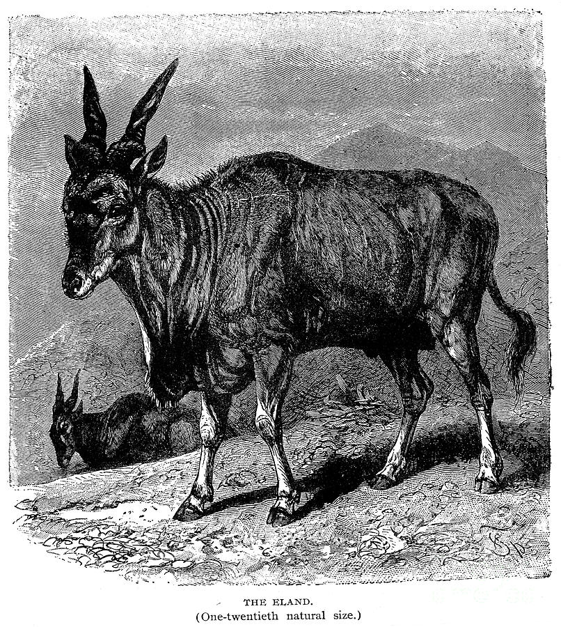 Eland by Granger