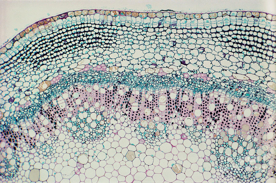 Elder Tree Stem Photograph by M. I. Walker - Fine Art America