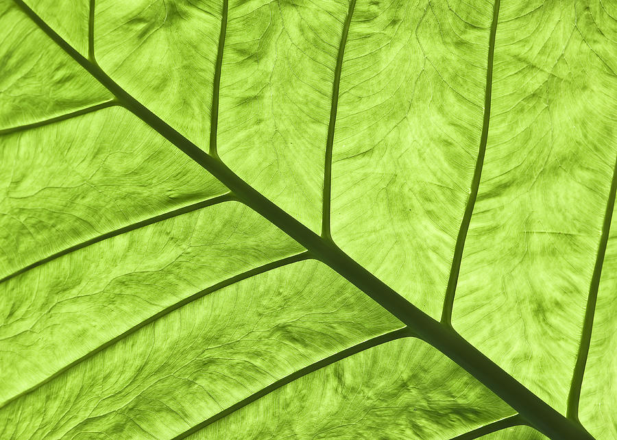 Elephant Ear Leaf Left Photograph by Patrick Lynch | Fine Art America