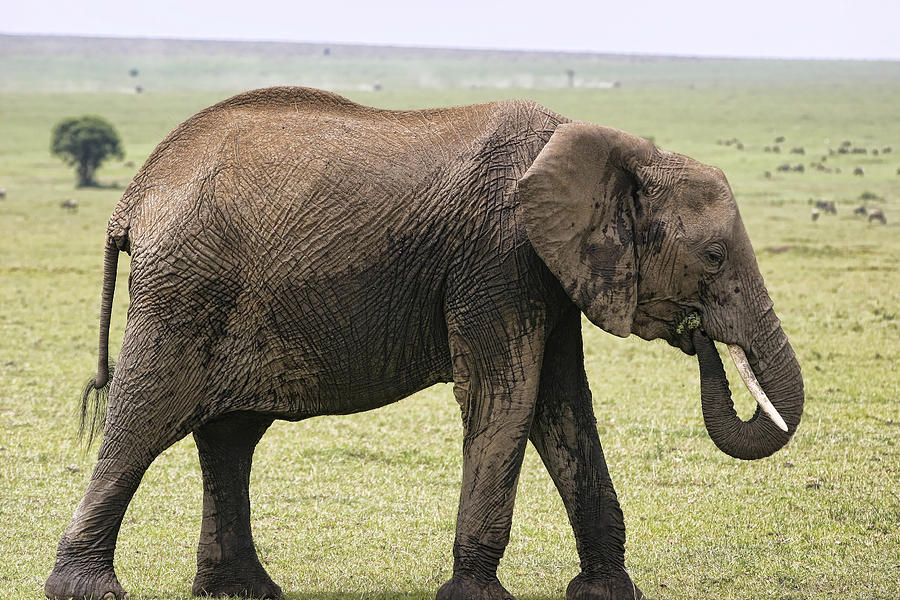 Elephant Snack Photograph by Gareth Wentzel - Fine Art America