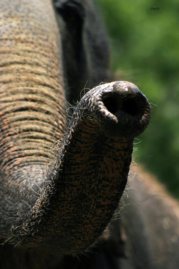 Elephant Trunk Digital Art by Day Williams - Fine Art America