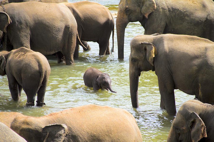 Elephantastic Photograph by Joe K -- - Fine Art America