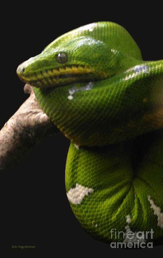 Emerald Tree Boa Photograph by DiDi Higginbotham - Fine Art America