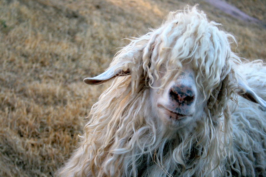Emo Goat Photograph by Oscar CastaNon | Fine Art America