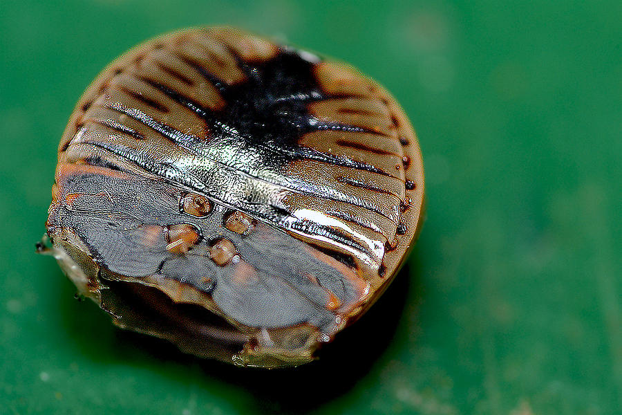 Empty Ladybug Photograph by Ekojanu Sp - Fine Art America