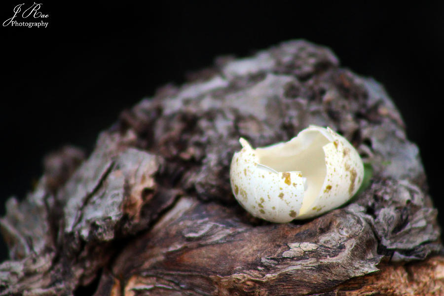 Empty Shell Photograph by Jamie Hoover - Fine Art America