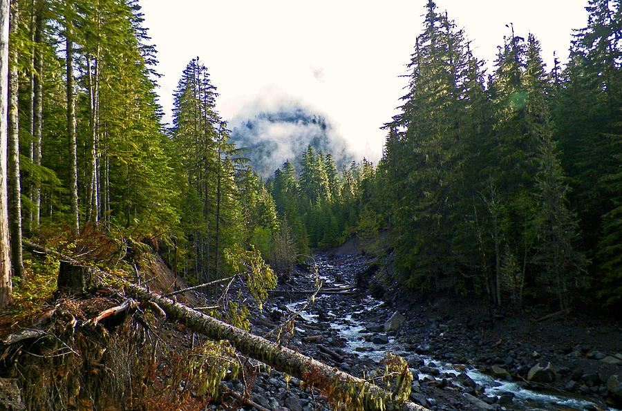 Enchanted Forest Photograph by Seth Shotwell - Fine Art America