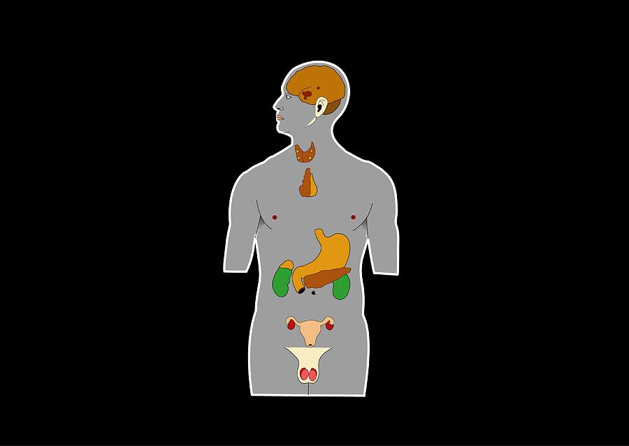 Endocrine System Artwork Photograph By Francis Leroy Biocosmos Fine